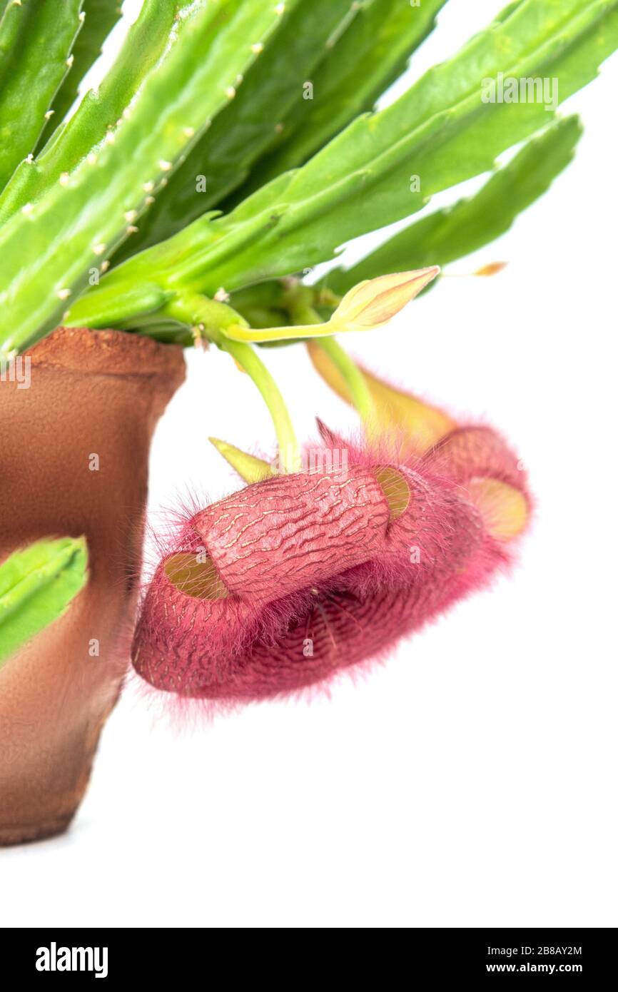 Stapelia grandiflora flower on white background Stock Photo - Alamy
