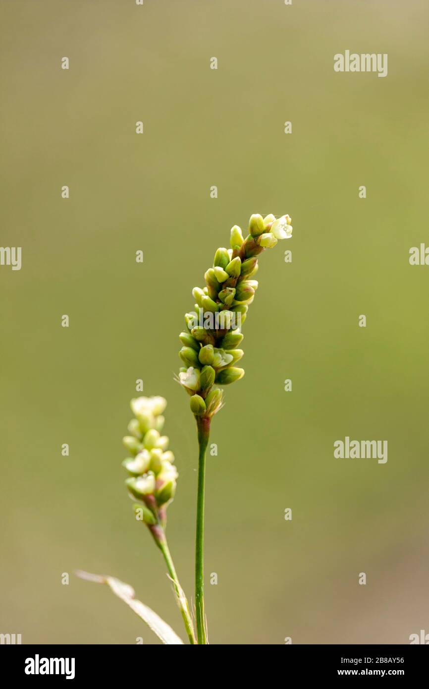 Spring flower of bangladesh hi-res stock photography and images - Alamy