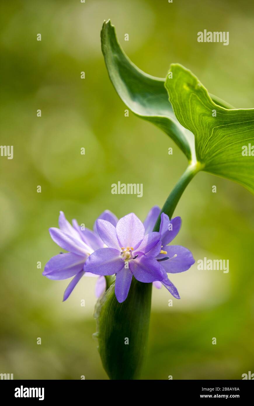 Water hyacinth flower hi-res stock photography and images - Alamy