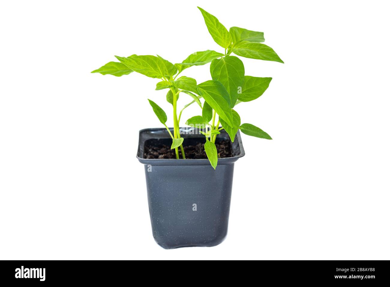 Pepper sprouts, green plants grows in pot on white background Stock ...