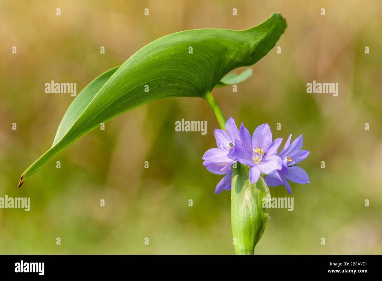 Water hyacinth Flower Stock Photo - Alamy