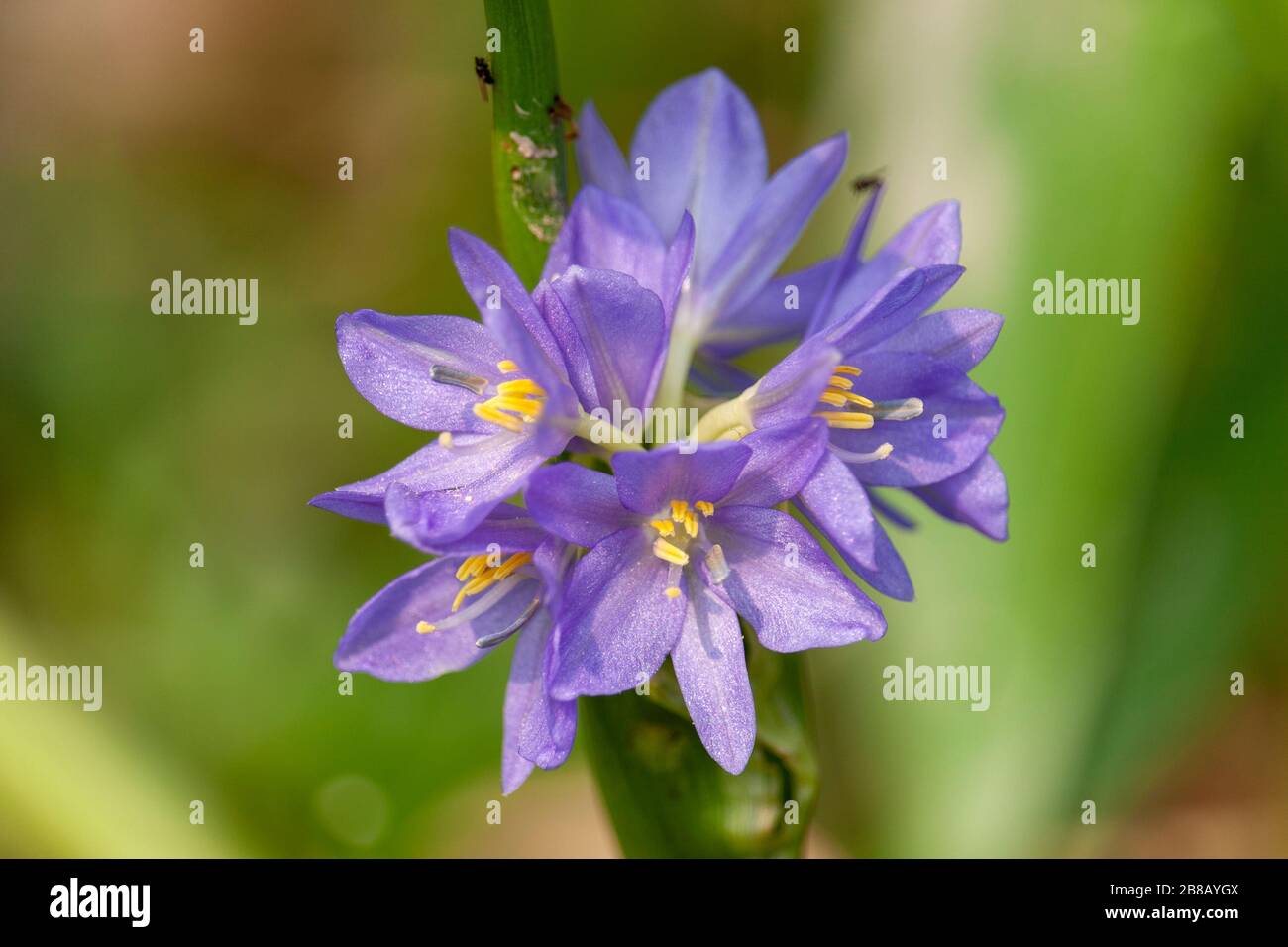 Water hyacinth Flower Stock Photo - Alamy