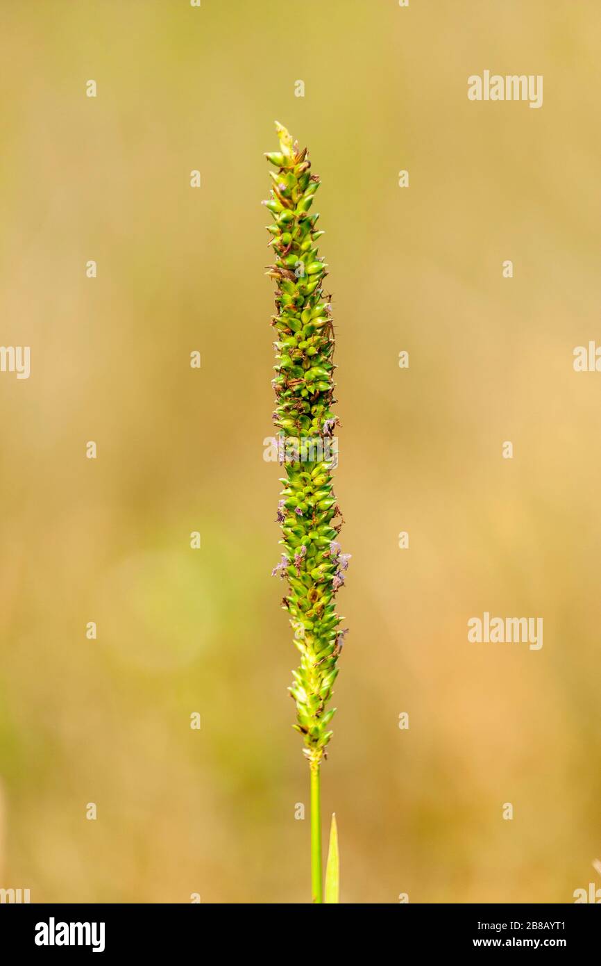 Spring Flower Of Bangladesh High Resolution Stock Photography and ...