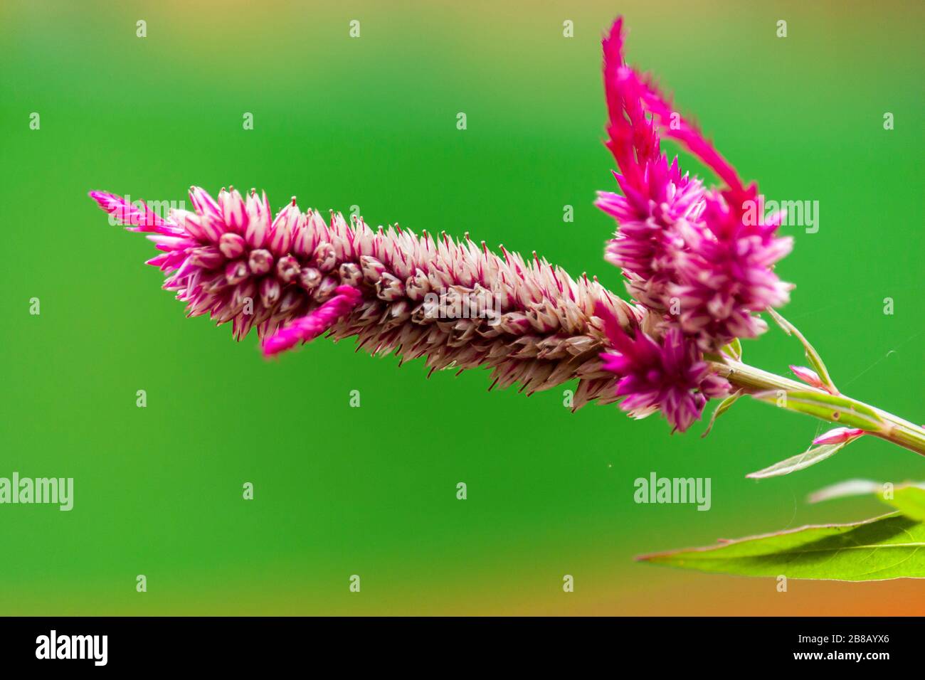 Celosia seeds hi-res stock photography and images - Alamy