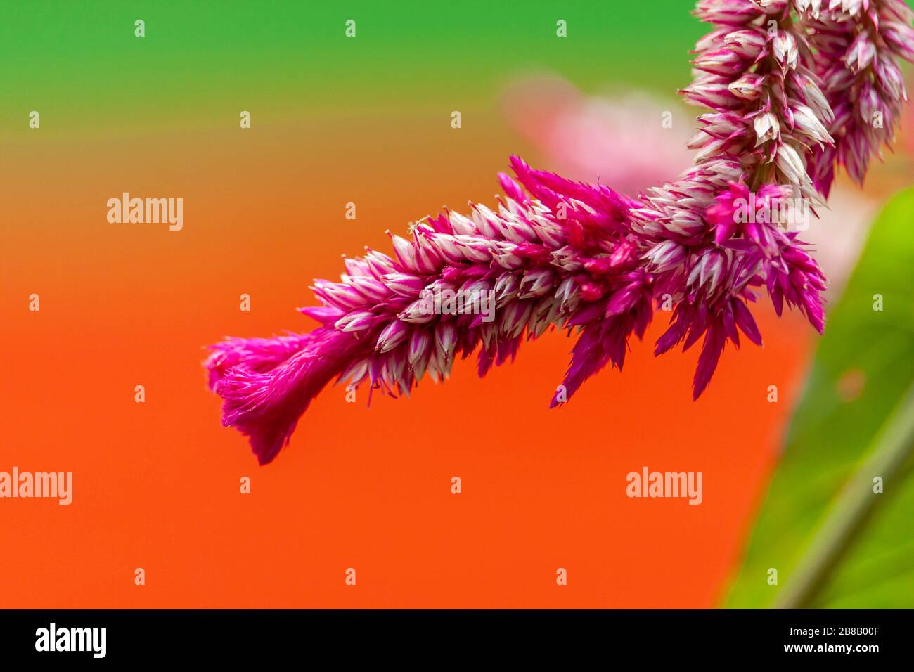 Celosia Flamingo Flower Seeds on the tree Stock Photo - Alamy