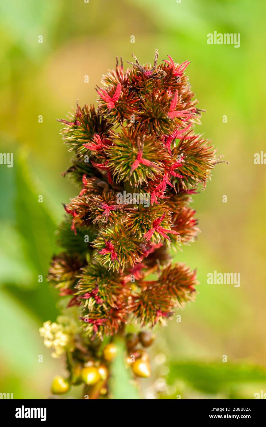 Red Castor Oil Fruits Stock Photo - Alamy