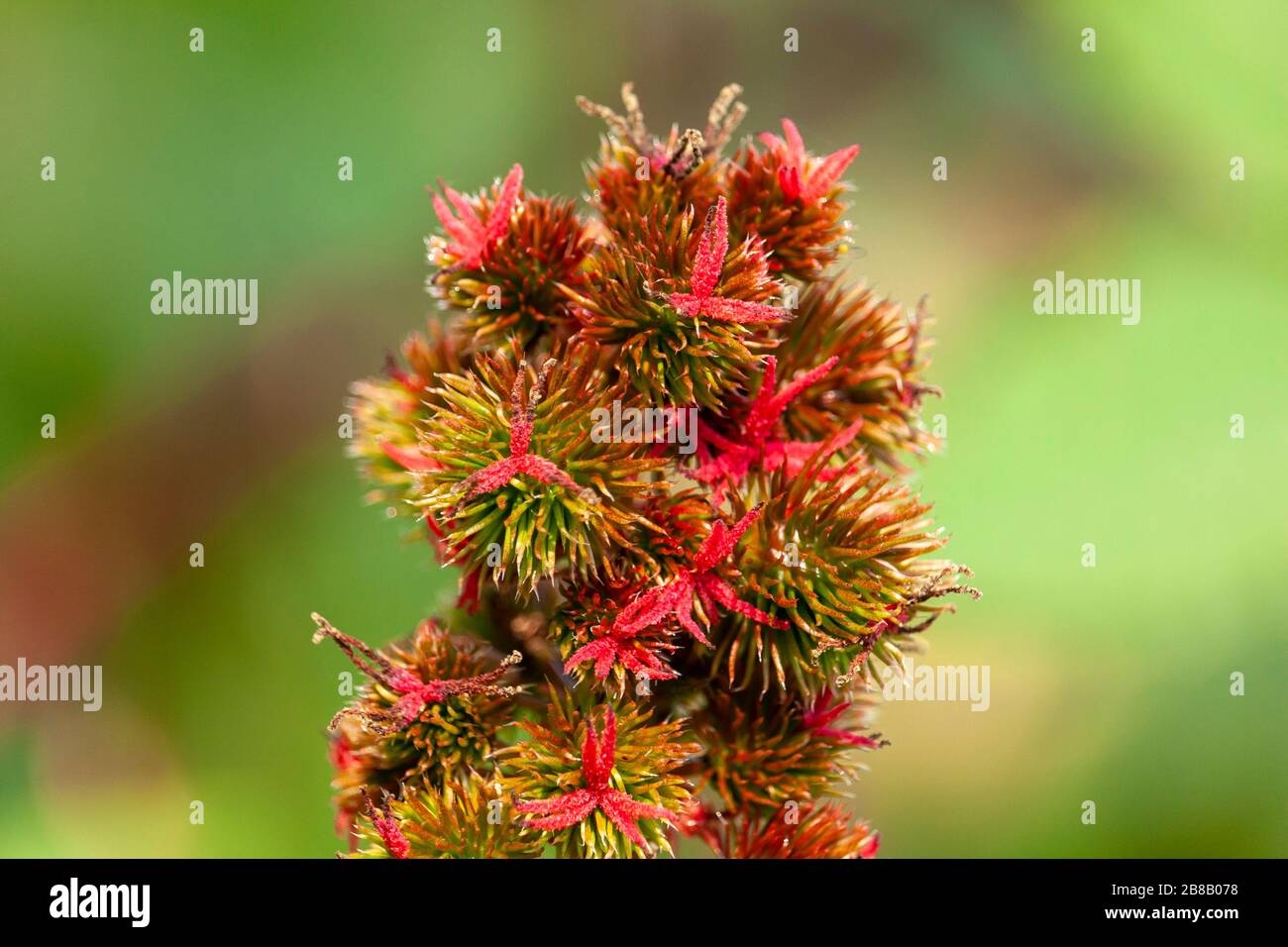 Red Castor Oil Fruits Stock Photo - Alamy