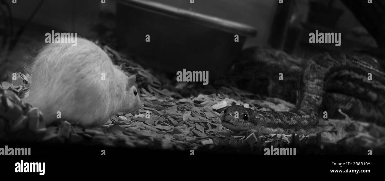 Greyscale closeup of a snake and a white mouse under the lights Stock ...