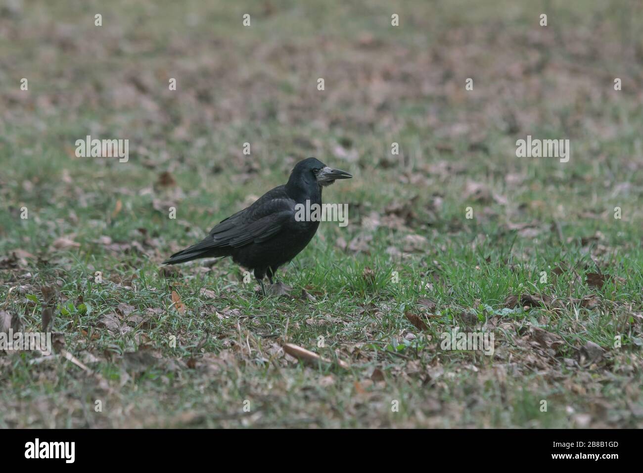 Black crow standing on the ground full of grass and leaves Stock Photo ...