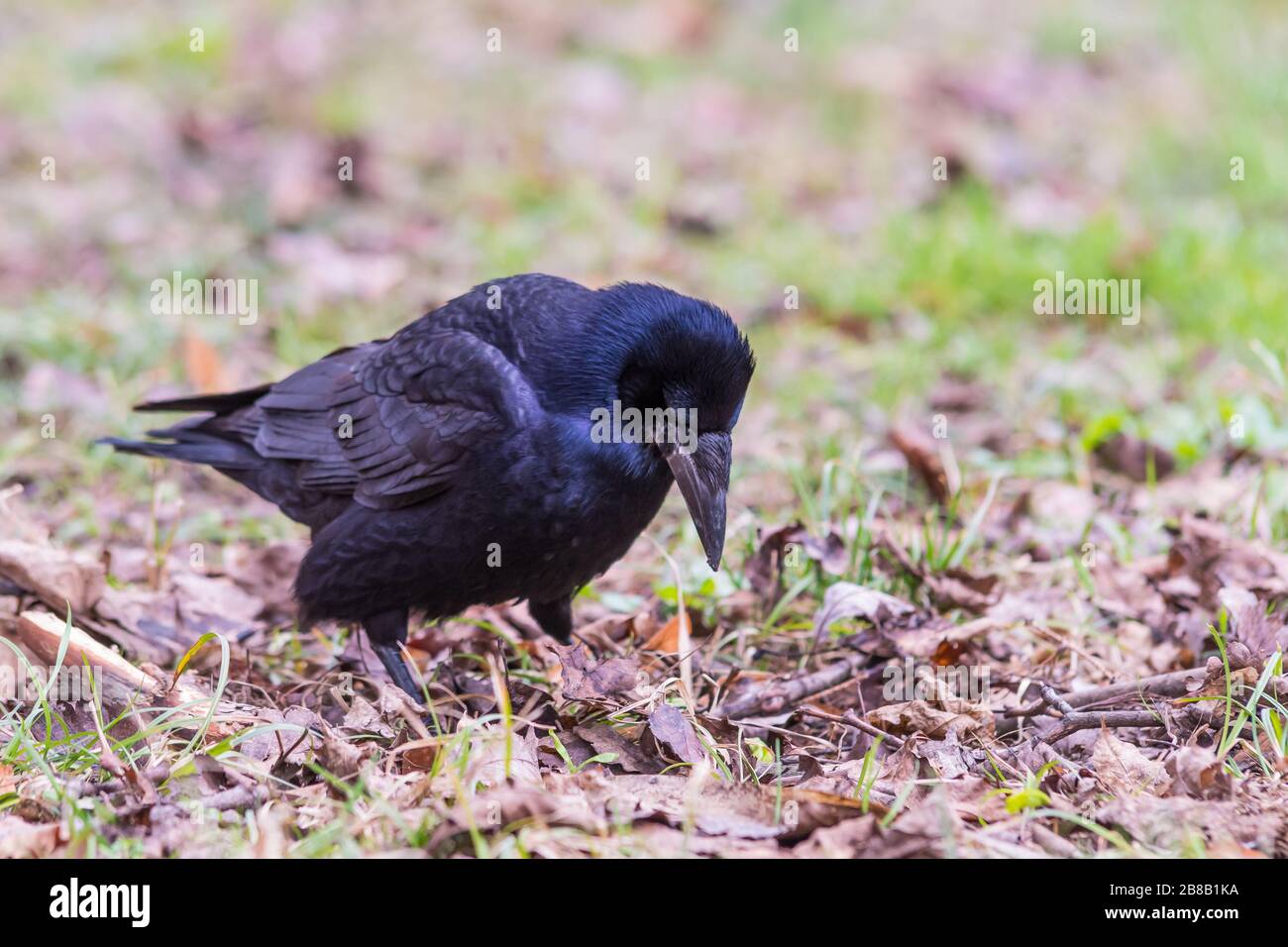 Black crow standing on the ground full of grass and leaves Stock Photo ...