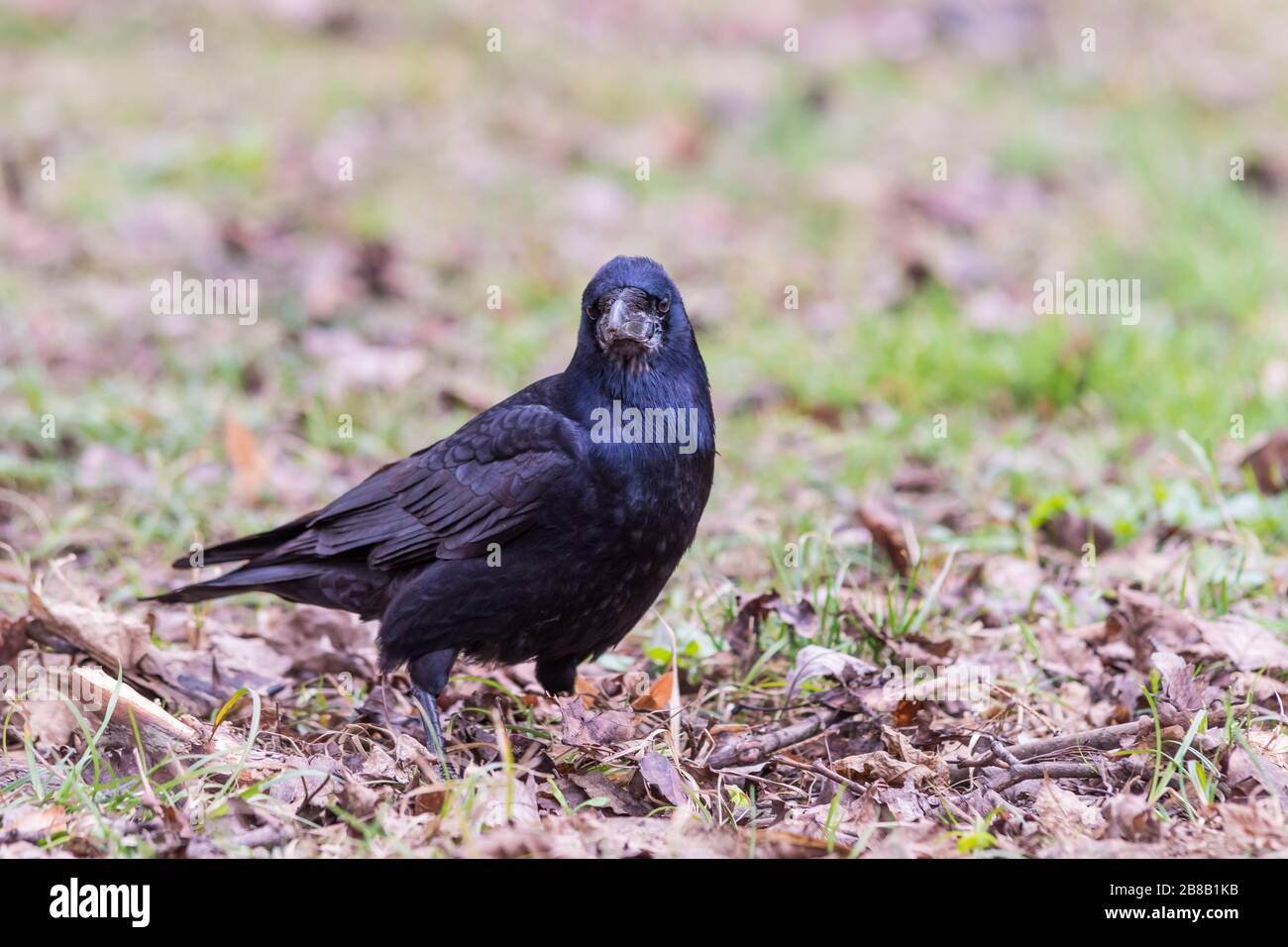 Black crow standing on the ground full of grass and leaves Stock Photo - Alamy