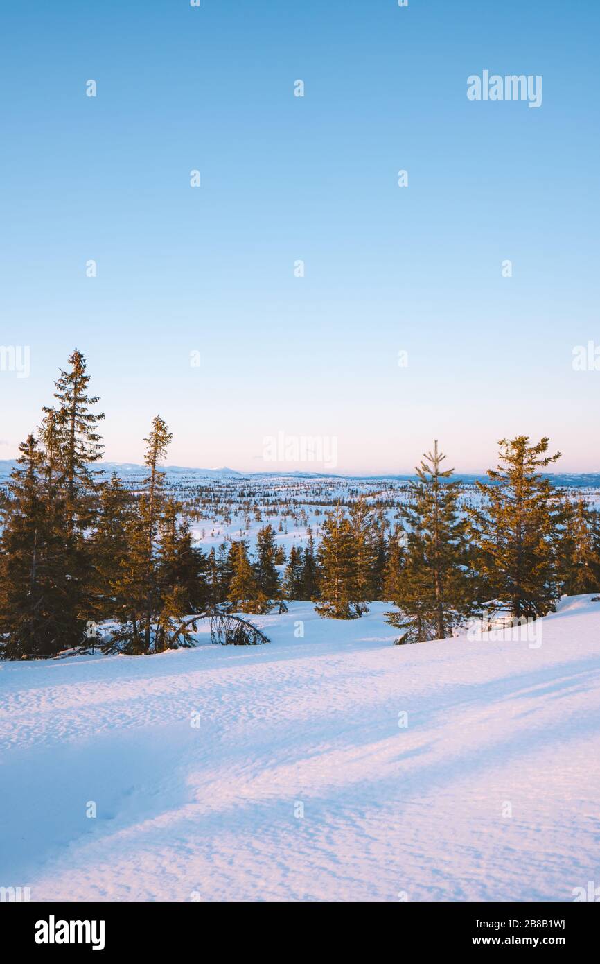 Beautiful scenery of a forest with a lot of fir trees covered with snow ...