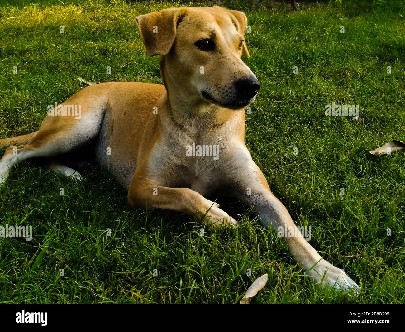 A picture of dog Stock Photo - Alamy