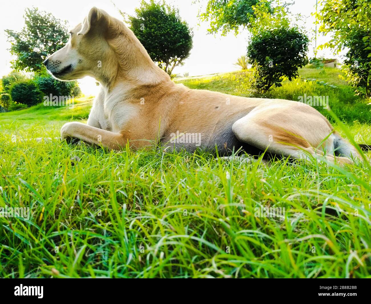 A picture of dog Stock Photo - Alamy