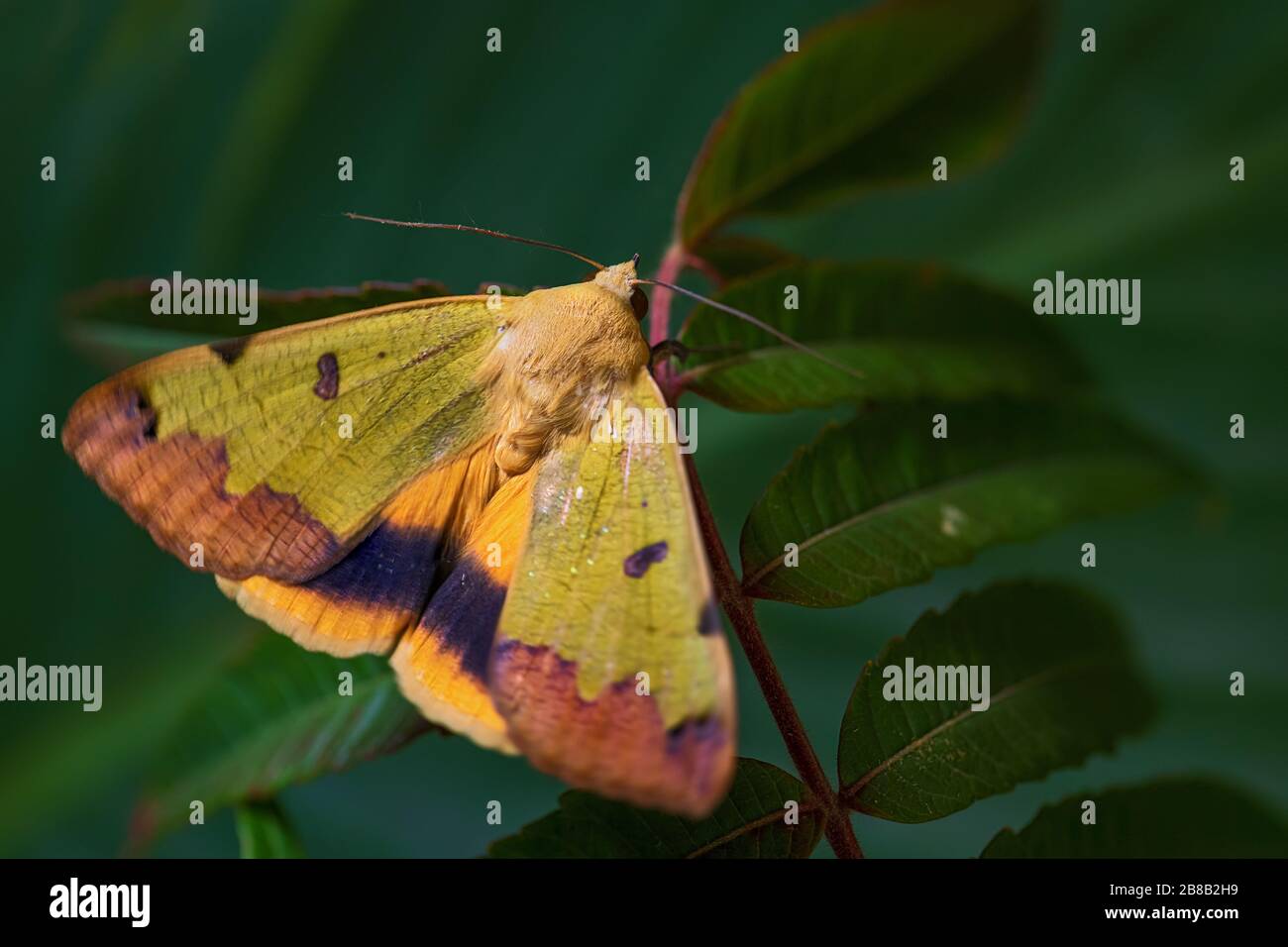 Green Drab moth -Ophiusa tirhaca, beautiful small green moth from ...
