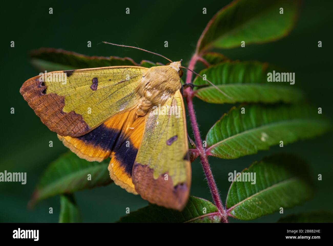 Green Drab moth -Ophiusa tirhaca, beautiful small green moth from ...
