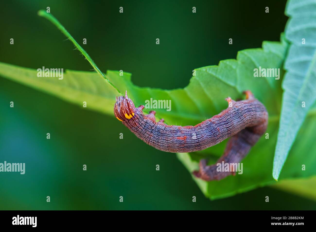 Green moth hi-res stock photography and images - Alamy