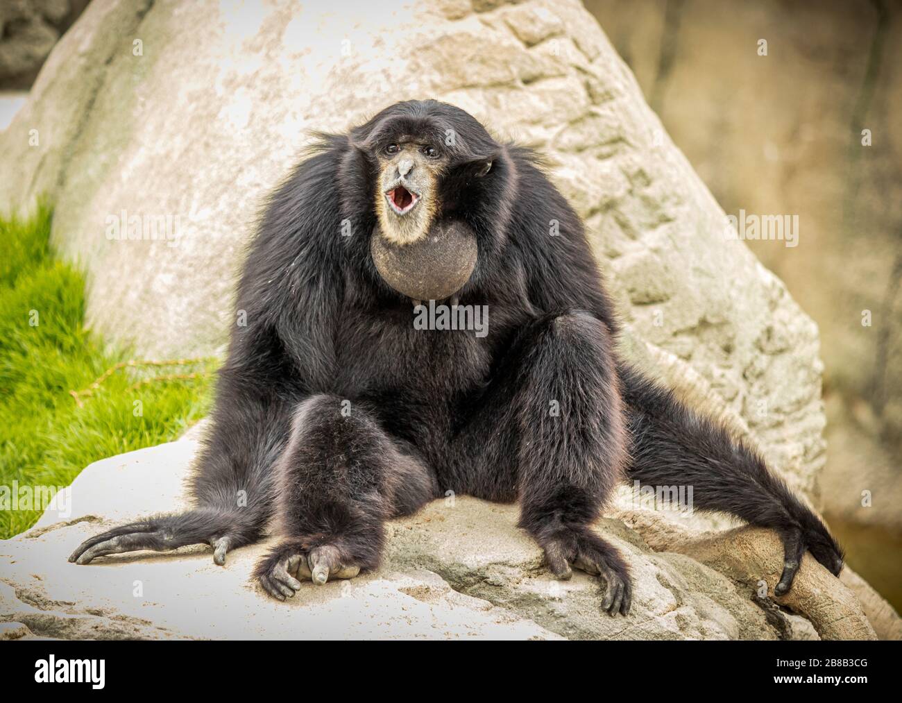 Black monkey with an open mouth sitting on a stone Stock Photo - Alamy