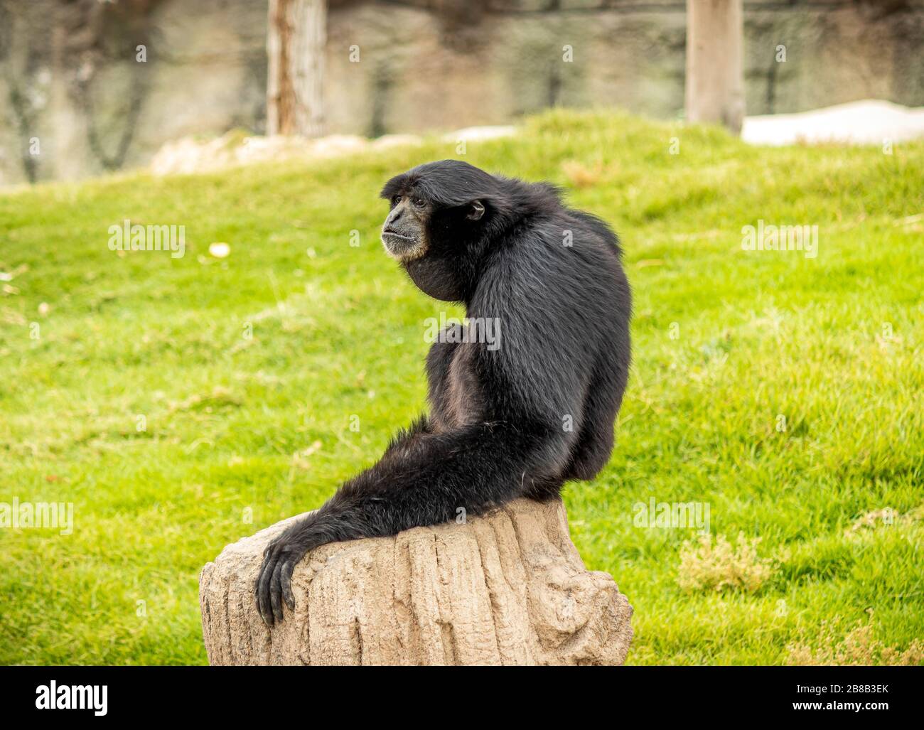 Black monkey sitting on a piece of wood surrounded by green grass Stock ...