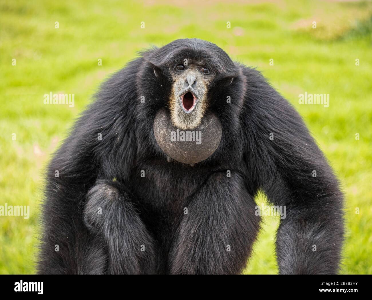 Black monkey with an open mouth on the grass Stock Photo - Alamy