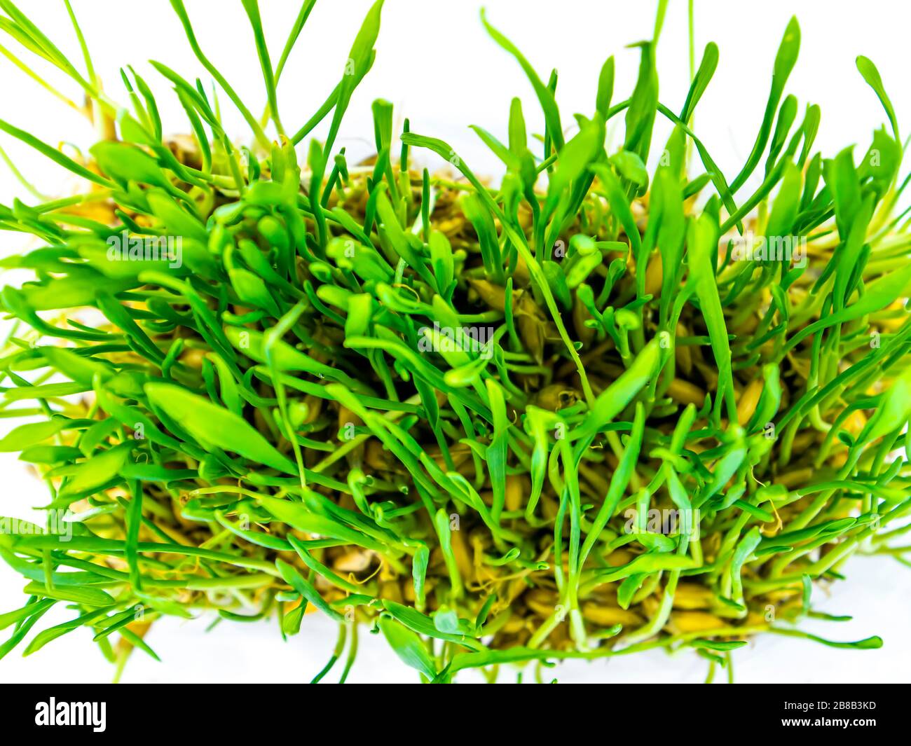 Spring green shoots of winter crops on a white background Stock Photo ...