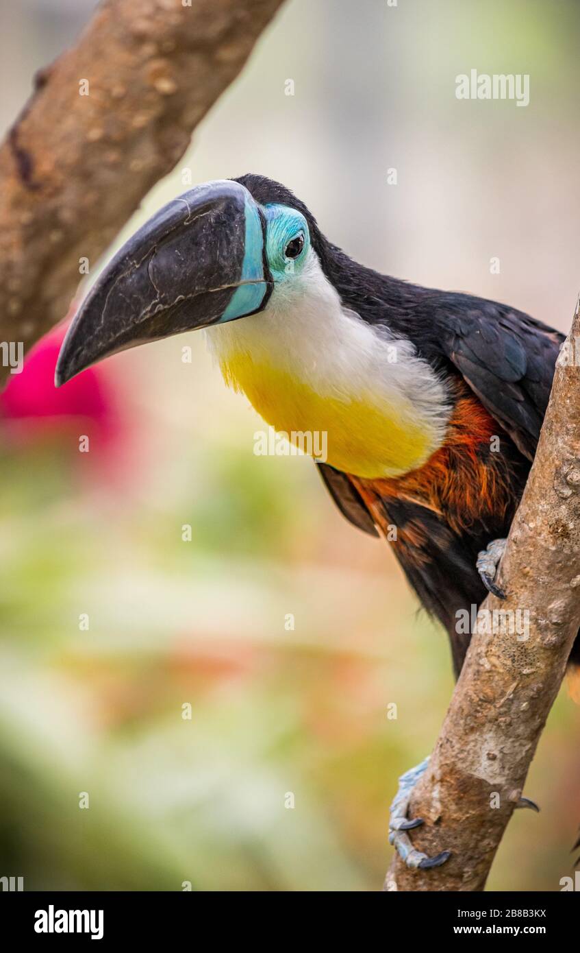 Yellow, white, black and blue toucan with a long beak on the tree ...