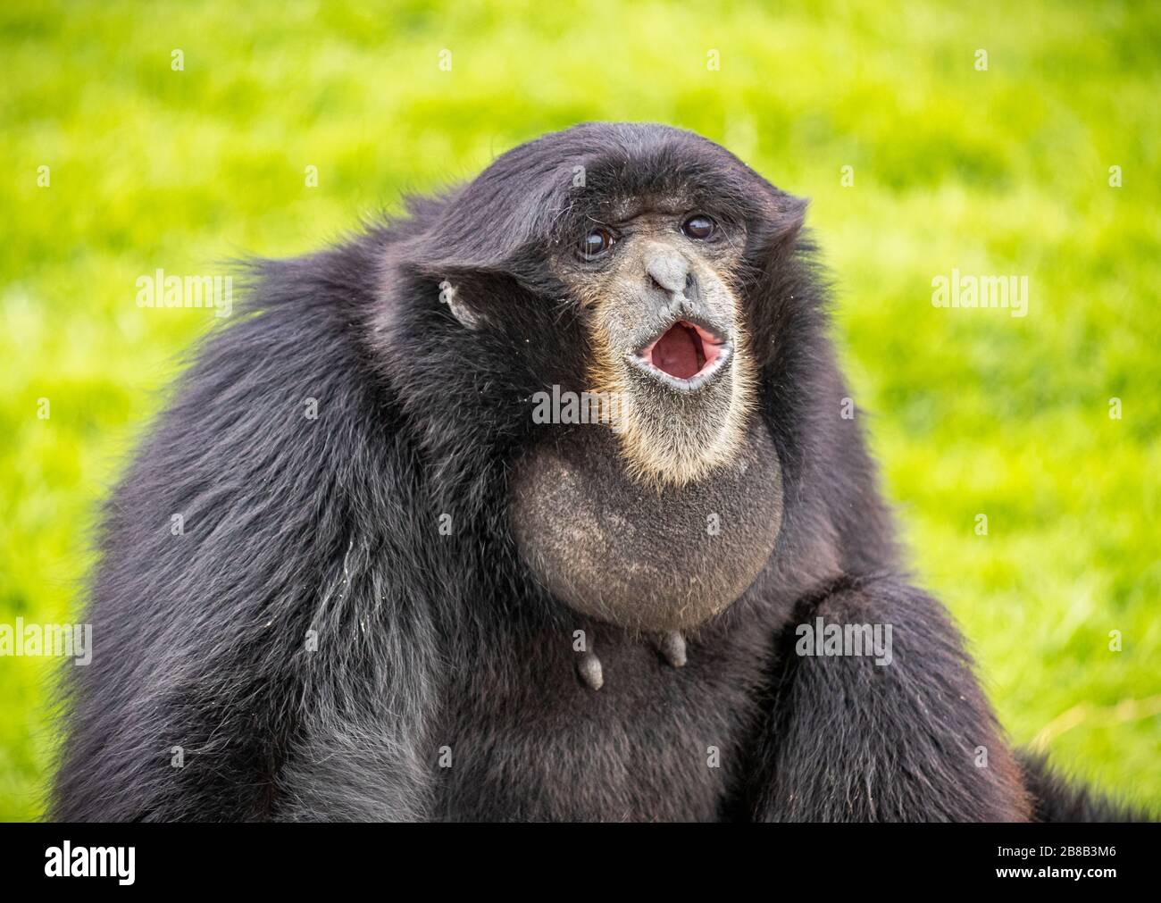 Black monkey with an open mouth on the grass Stock Photo - Alamy