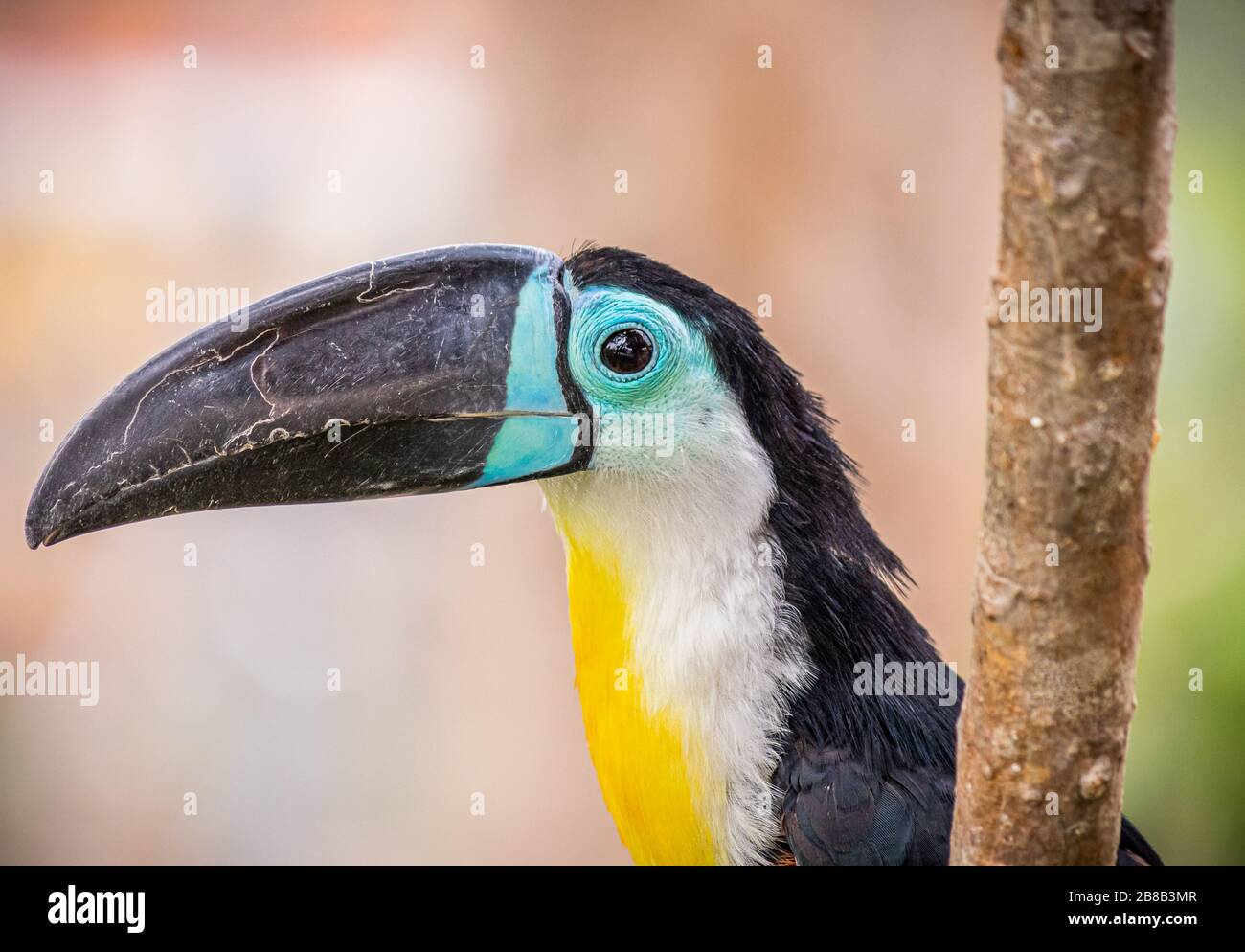 Yellow, white, black and blue toucan with a long beak on the tree ...