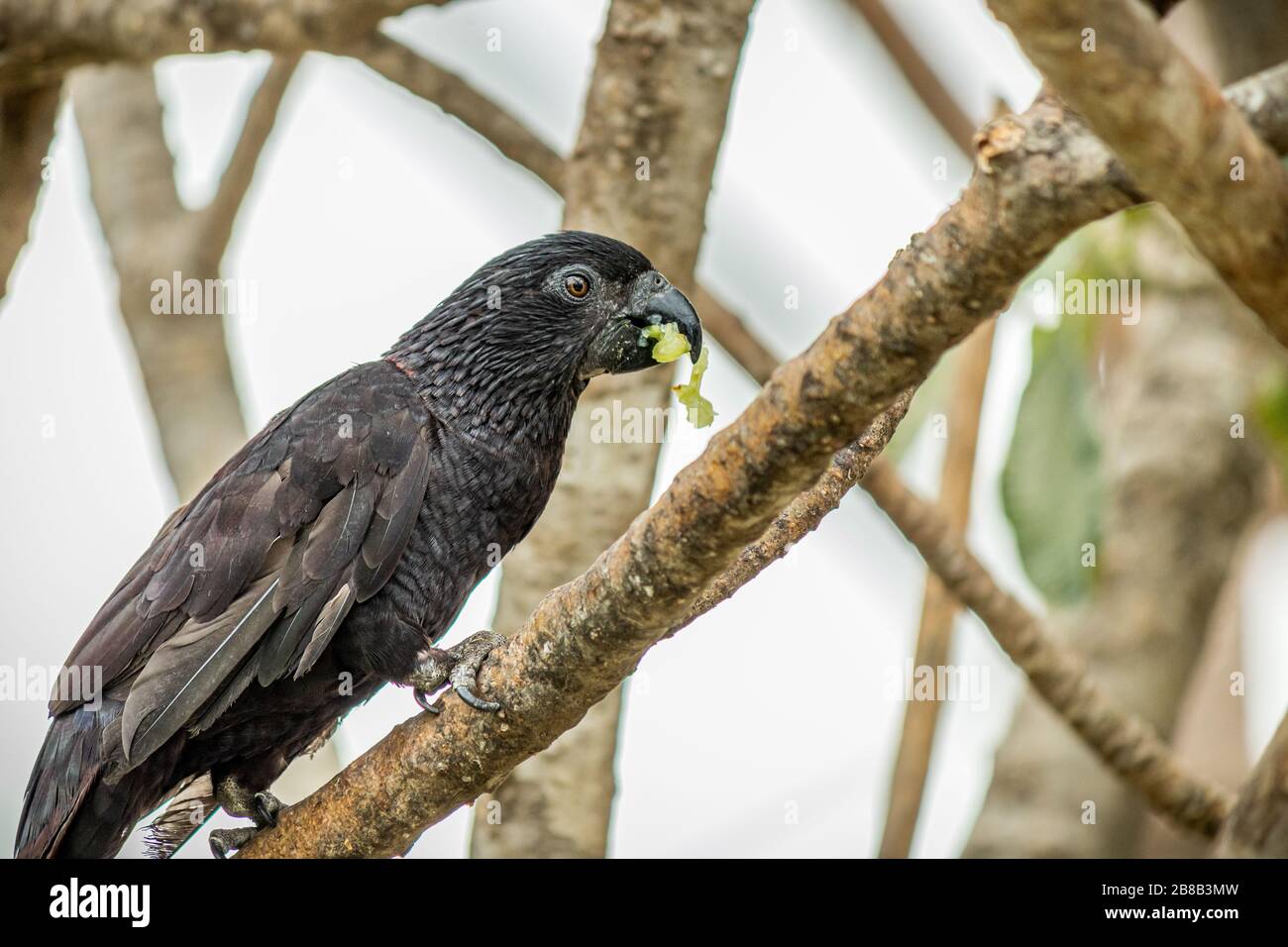 Black parrot sitting on the branches of a tree with food in its beak ...