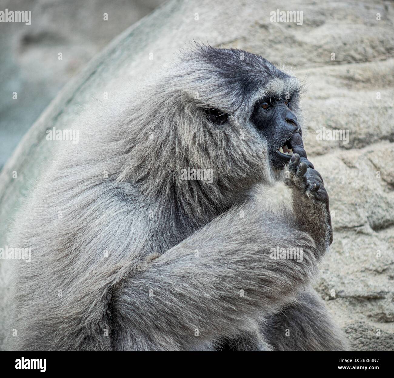 Grey Gibbon High Resolution Stock Photography and Images - Alamy