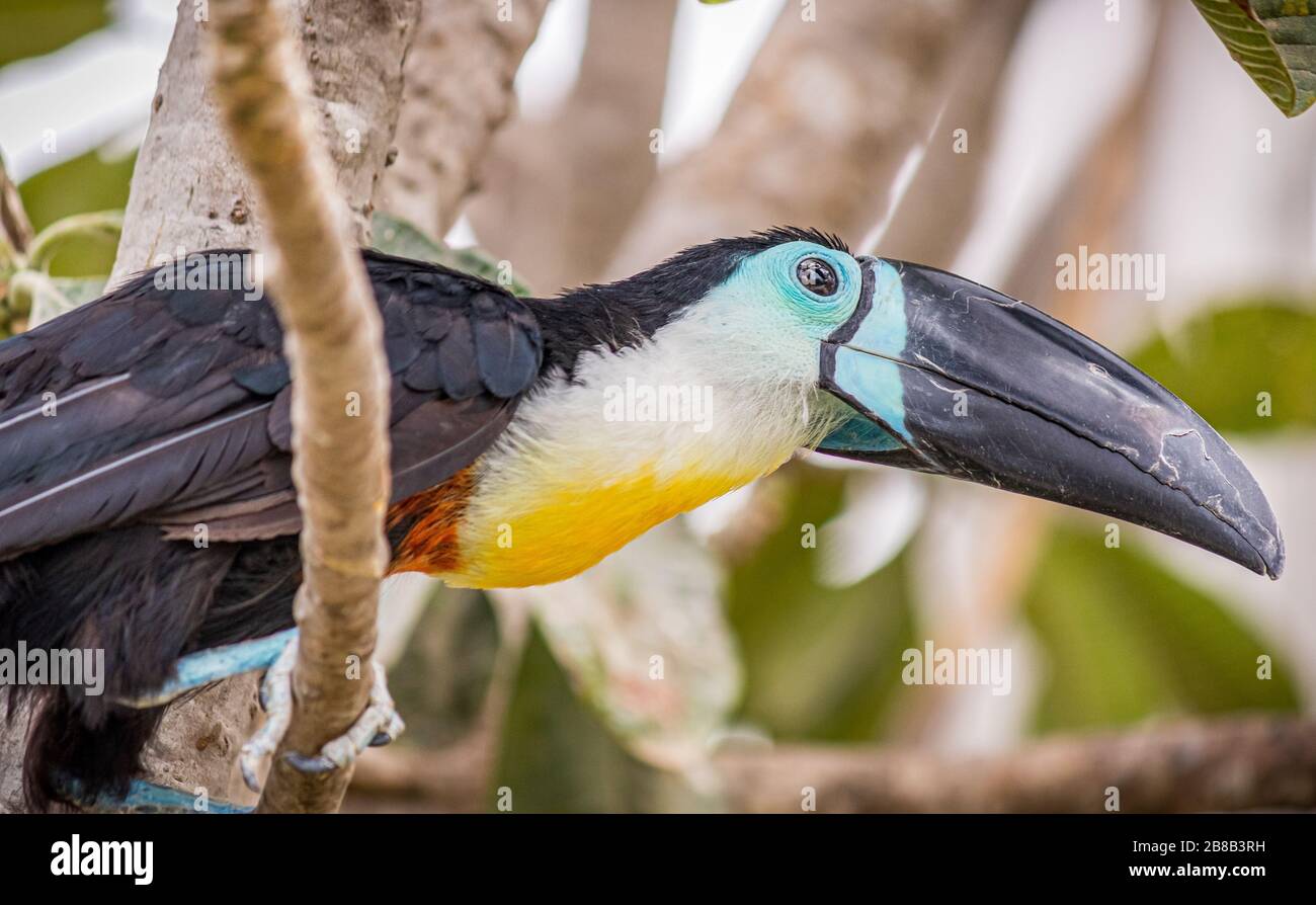 Yellow, white, black and blue toucan with a long beak on the tree ...