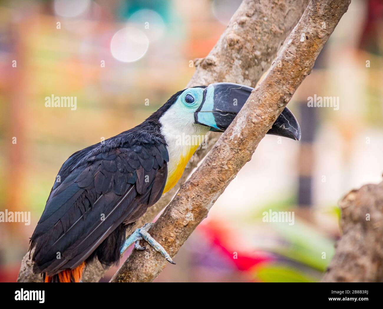 Yellow, white, black and blue toucan with a long beak on the tree ...