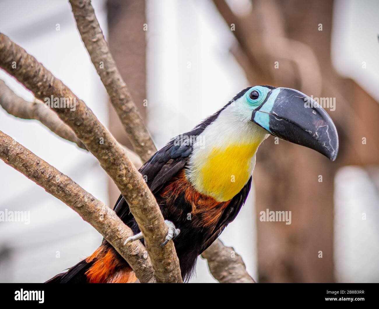 Yellow, white, black and blue toucan with a long beak on the tree ...
