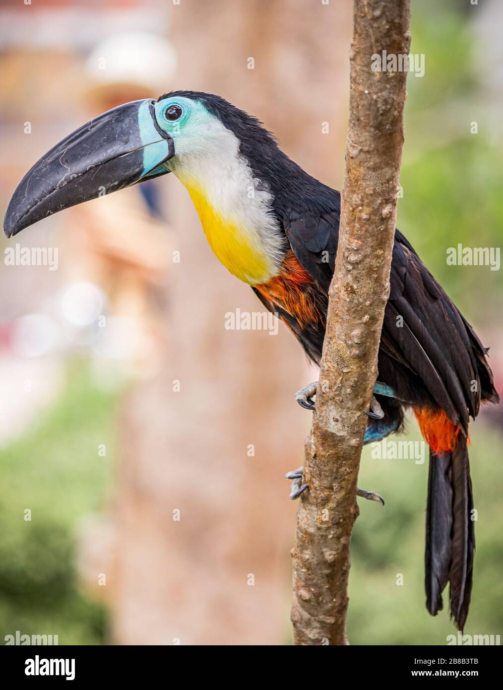 Yellow, white, black and blue toucan with a long beak on the tree ...