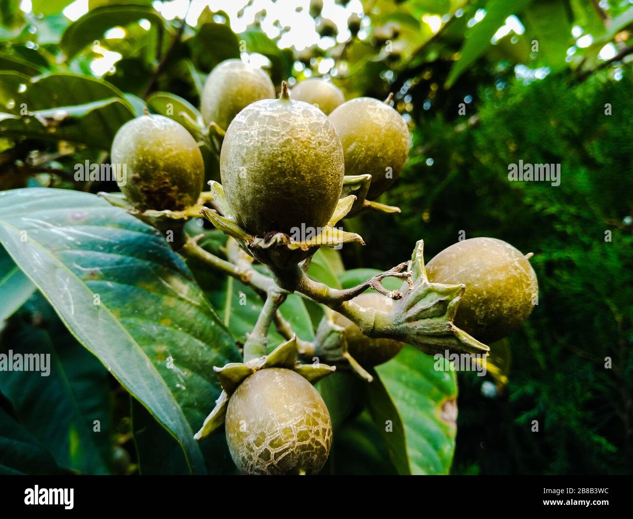 A picture of fruits Stock Photo - Alamy
