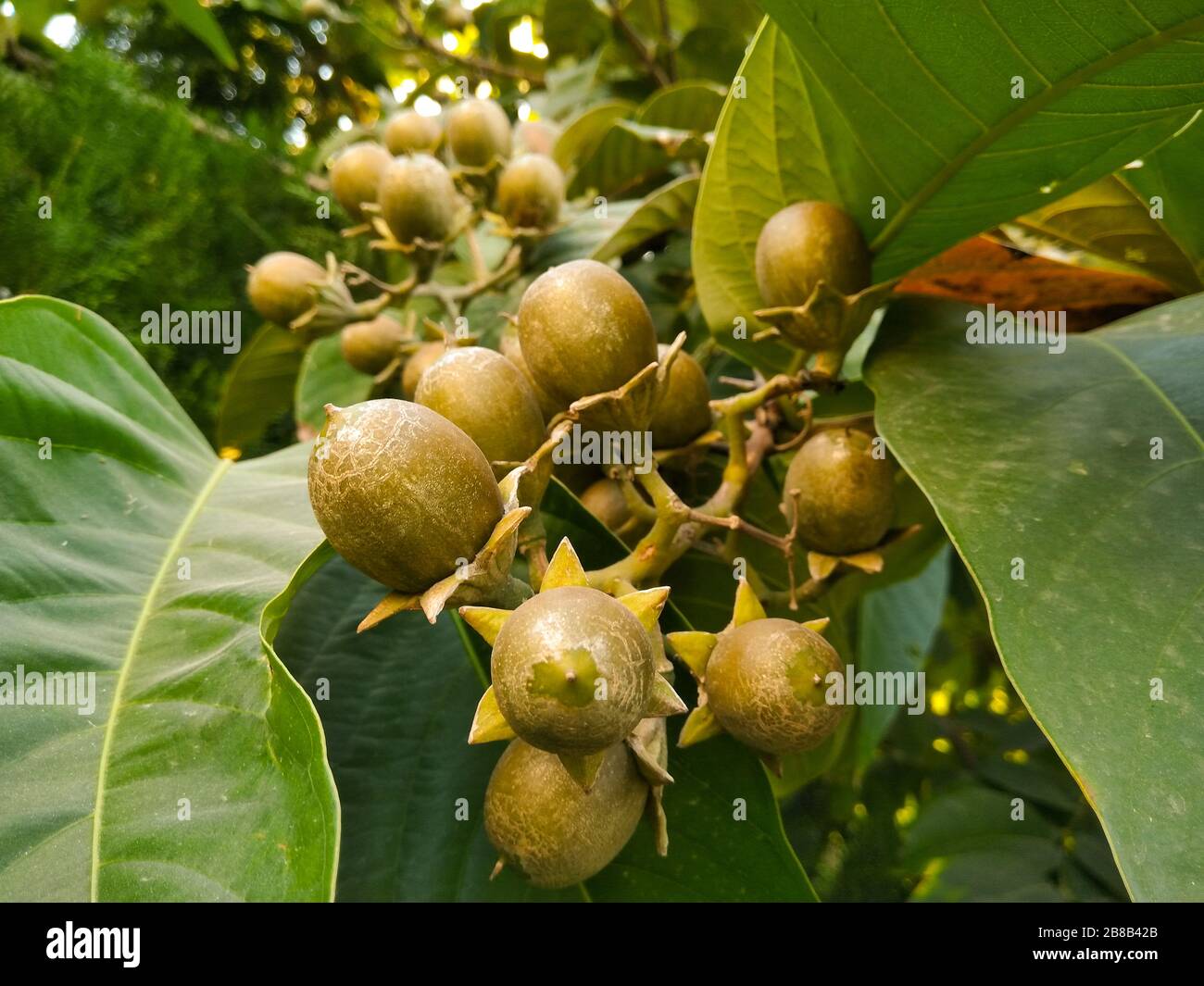 A picture of fruits Stock Photo - Alamy