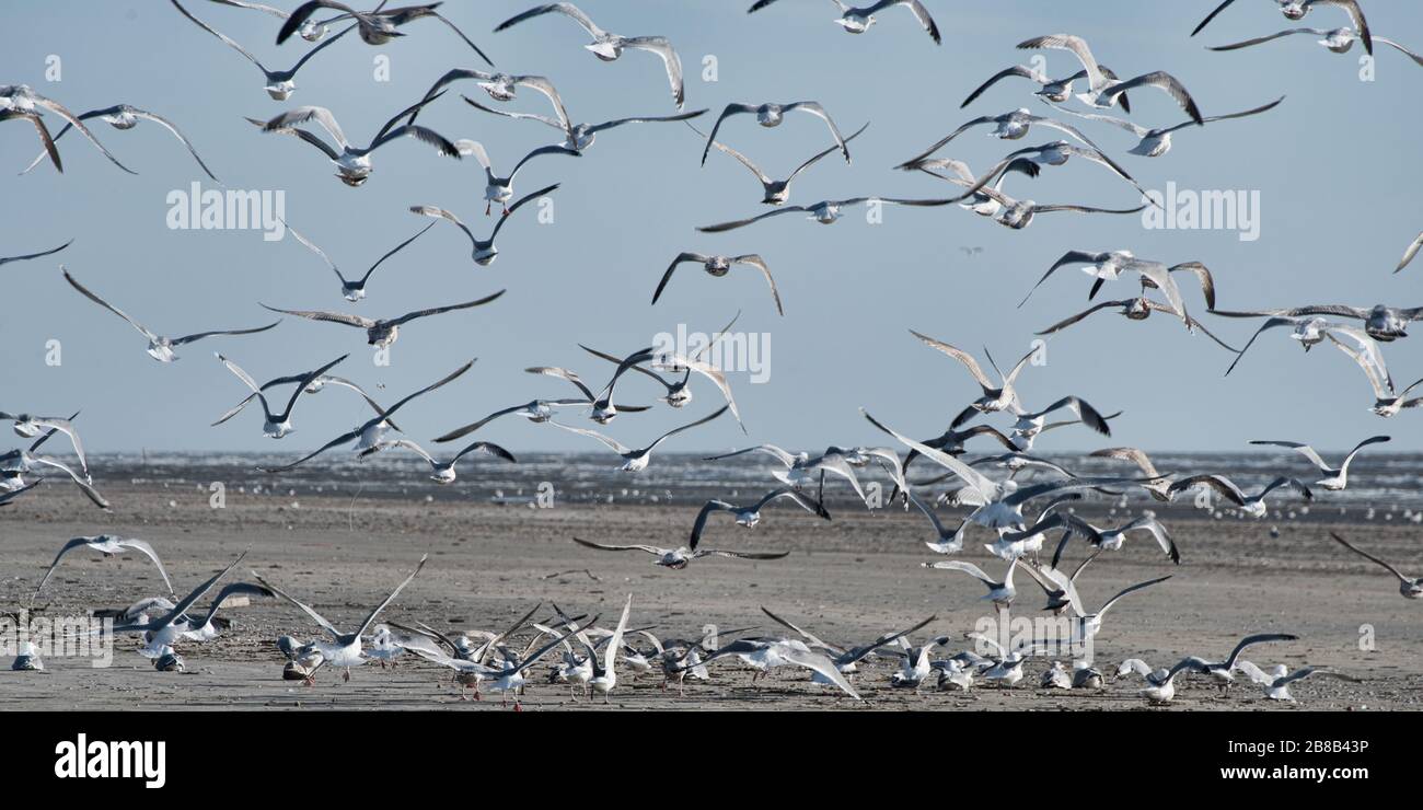 Flock of seagulls taking off from the beach Stock Photo - Alamy