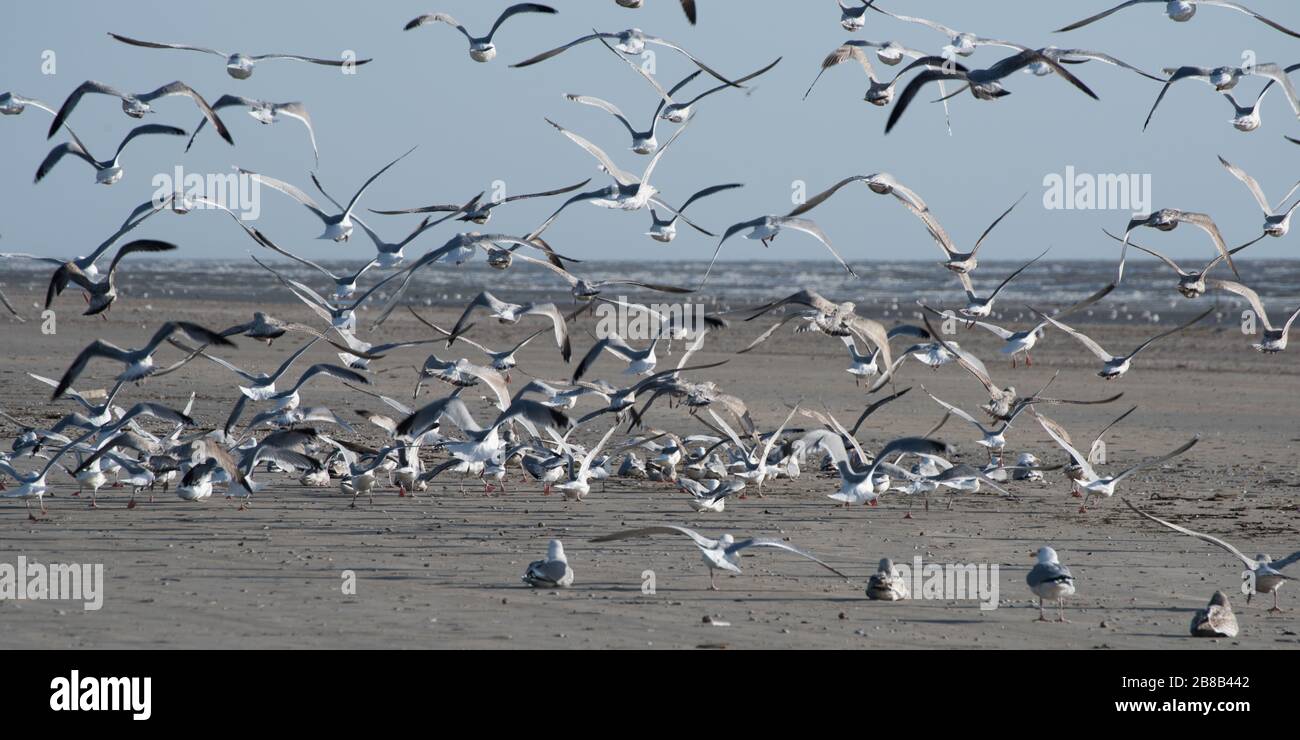 Flock of seagulls taking off from the beach Stock Photo - Alamy