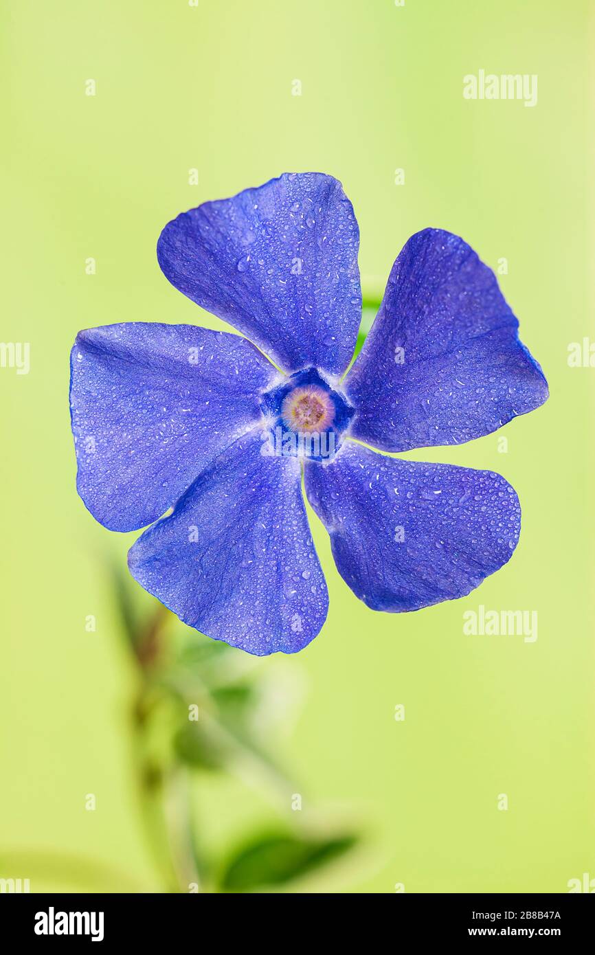 Periwinkle Flower High Resolution Stock Photography and Images - Alamy