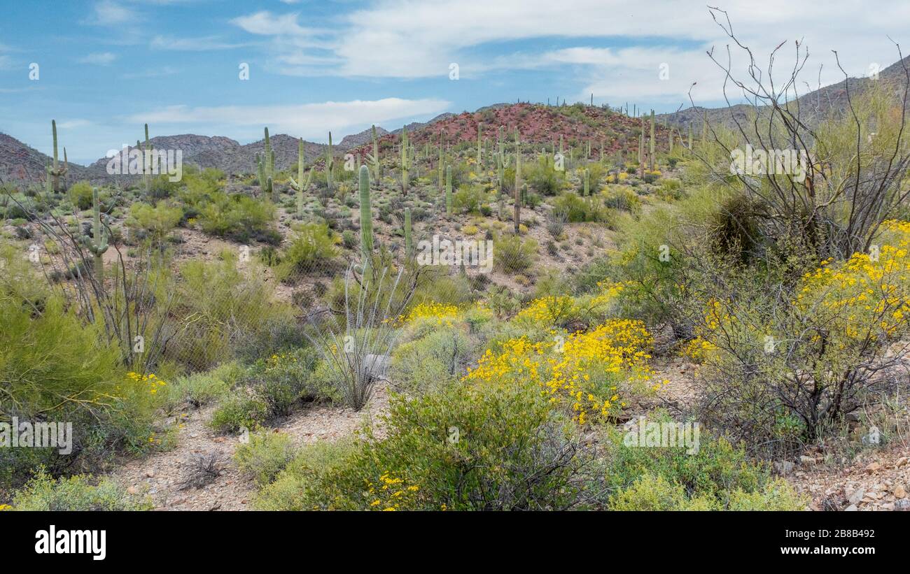 Saguaro cactus tuscon mountain hi-res stock photography and images - Alamy