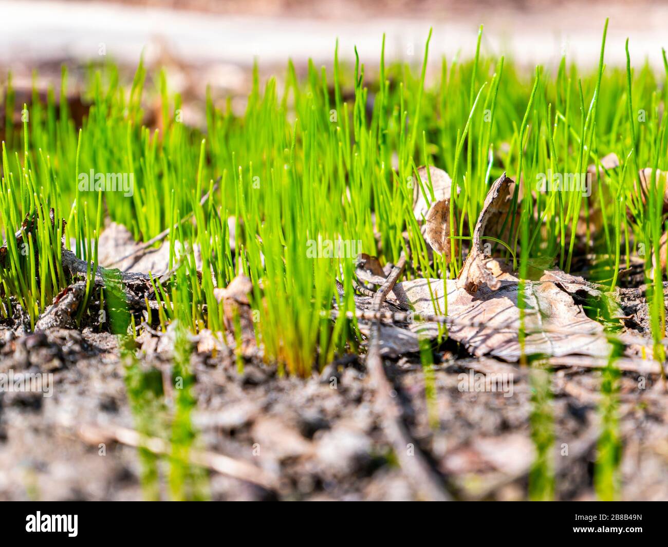Spring green shoots of field plants under the sun Stock Photo - Alamy