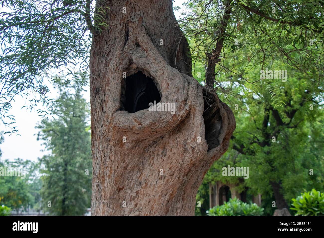 Large hollow on a tree and background of green trees, nest for birds ...