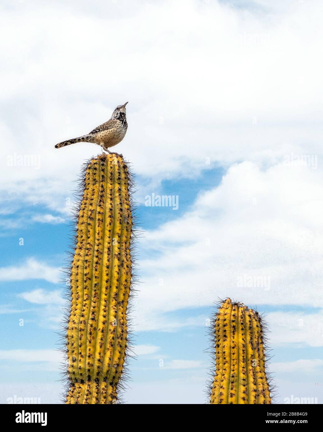 Low angle shot of a bird sitting on top of a cactus in the Sonoran ...