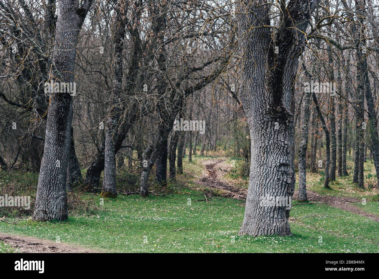 Park with a lot of old leafless trees Stock Photo - Alamy