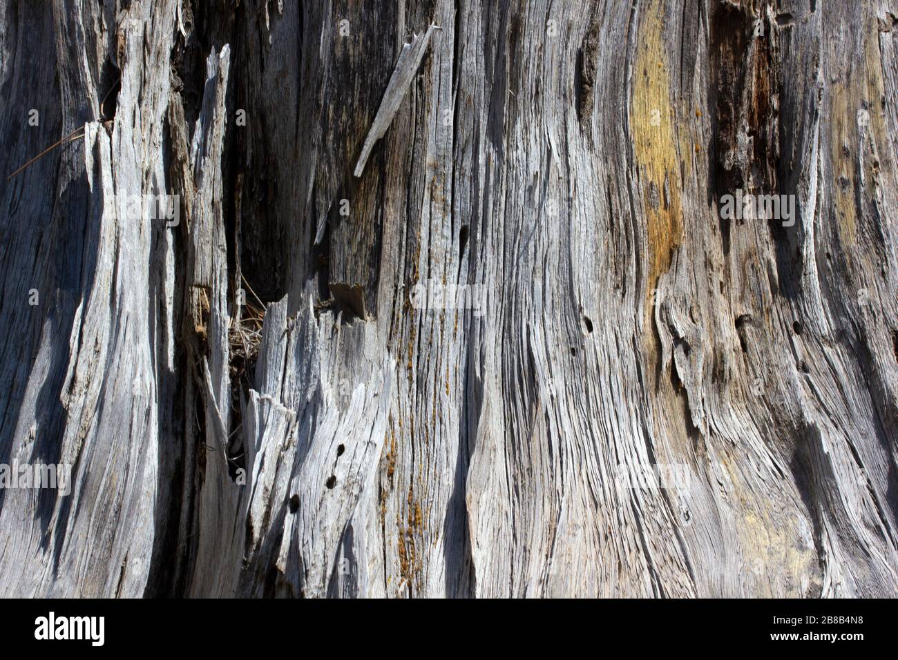 Rotting peeling tree bark hi-res stock photography and images - Alamy