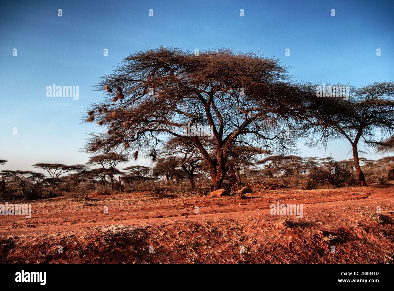 Typical Ethiopian landscape with acacia trees Stock Photo - Alamy