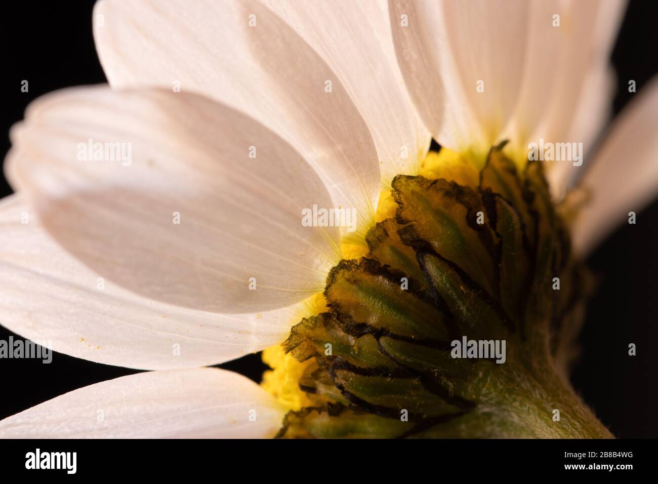Underside daisy flower hi-res stock photography and images - Alamy