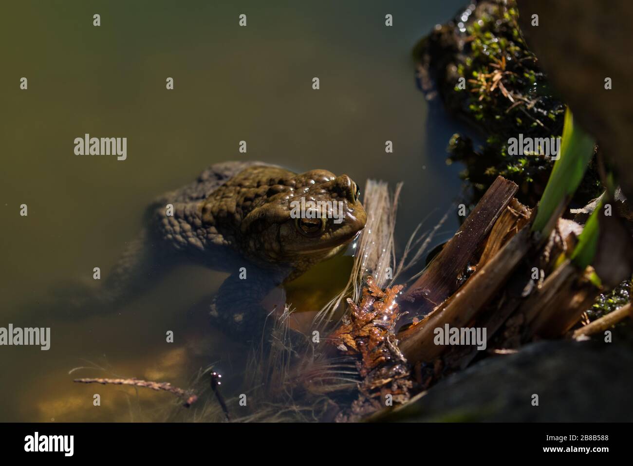 Earth toads in spring mood Stock Photo - Alamy