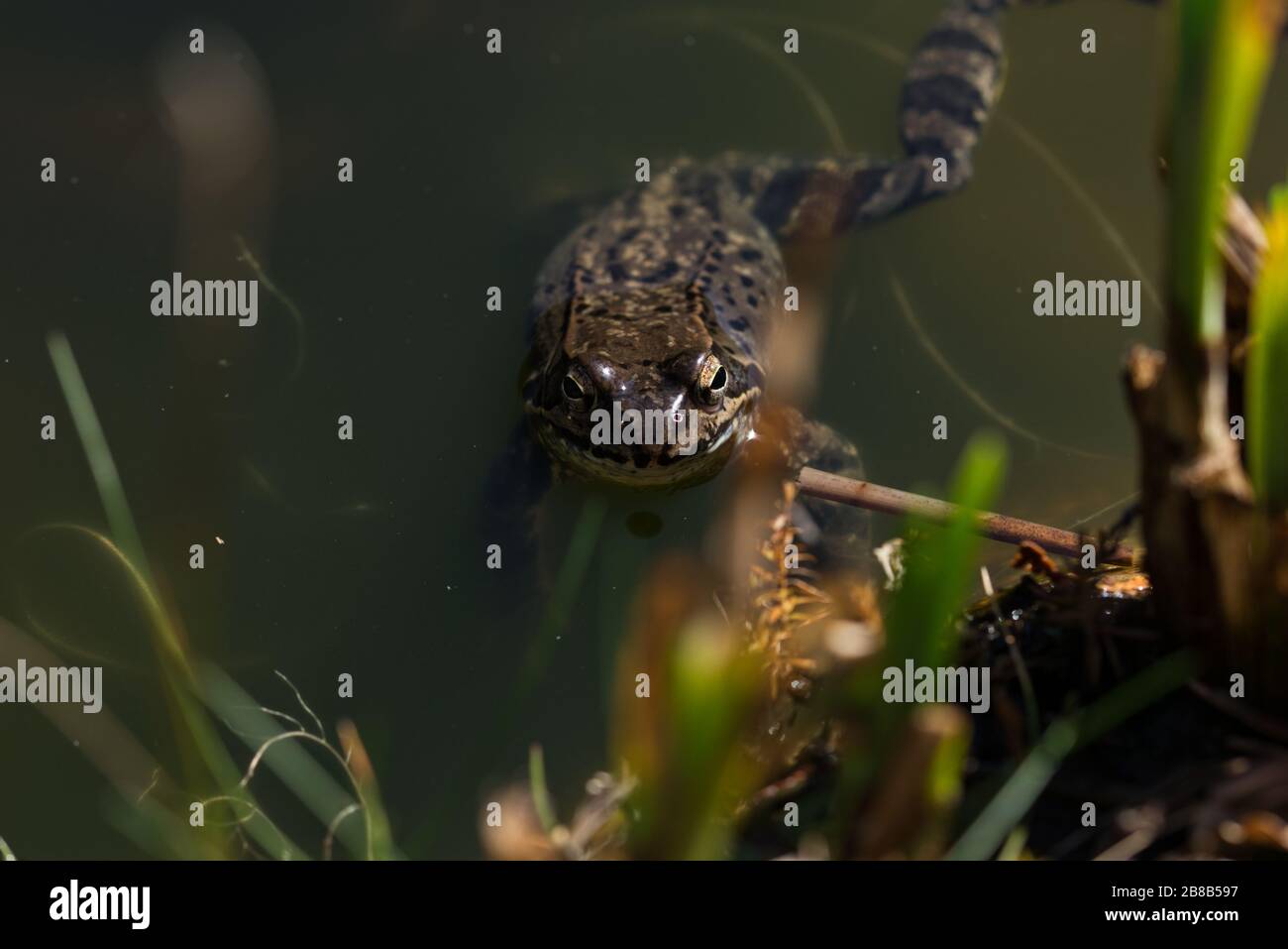 Earth toads in spring mood Stock Photo - Alamy