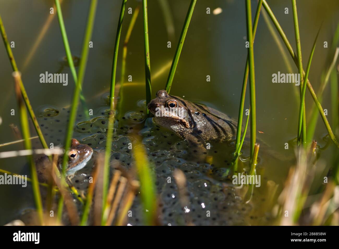 Earth toads in spring mood Stock Photo - Alamy